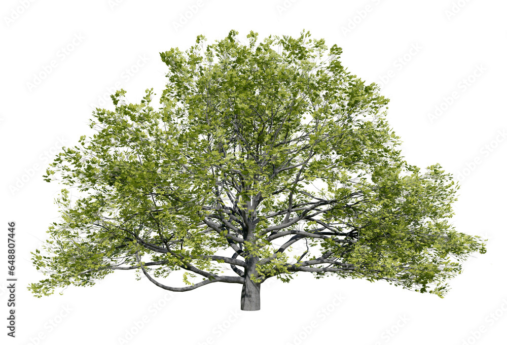 PNG tree real transparent background, real leaf texture and no white ...