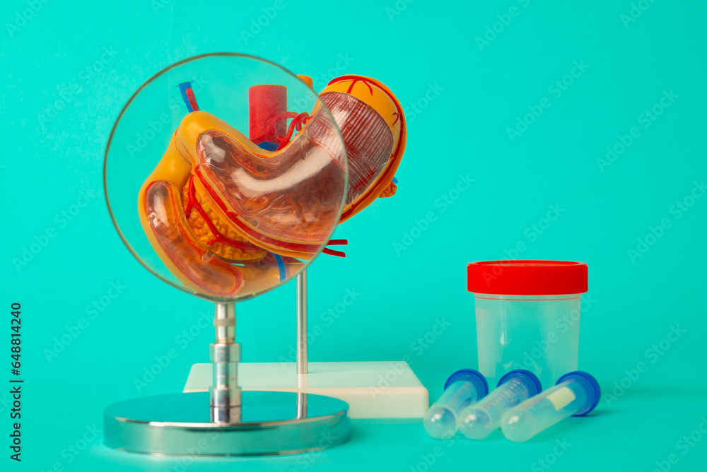 Anatomical model of human stomach with magnifying glass and test tubes ...