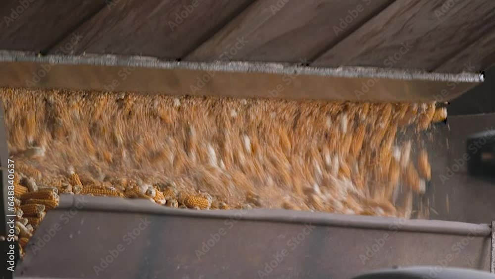 Loader loads corn shells. Forklift distributes corn cobs in a warehouse ...