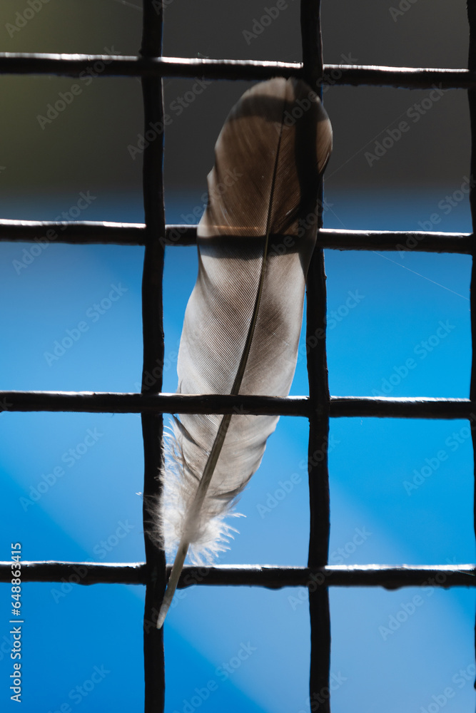 A crow feather stuck in the bars - a symbol of freedom in captivity ...