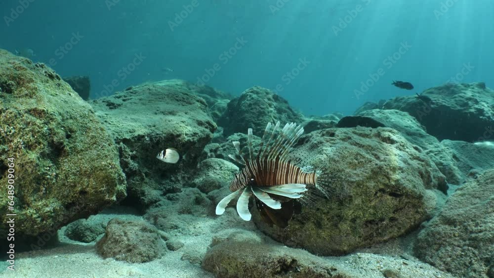 lionfish underwater ocean scenery of animal invasive fish mediterranean ...