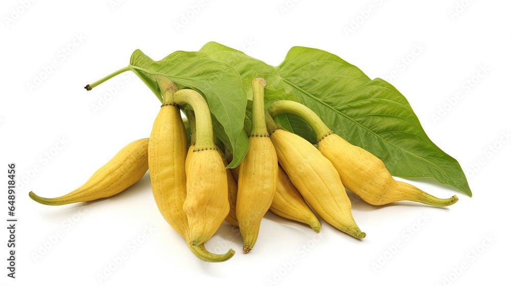 Malanga Xanthosoma sagittifolium on White background, HD Stock ...
