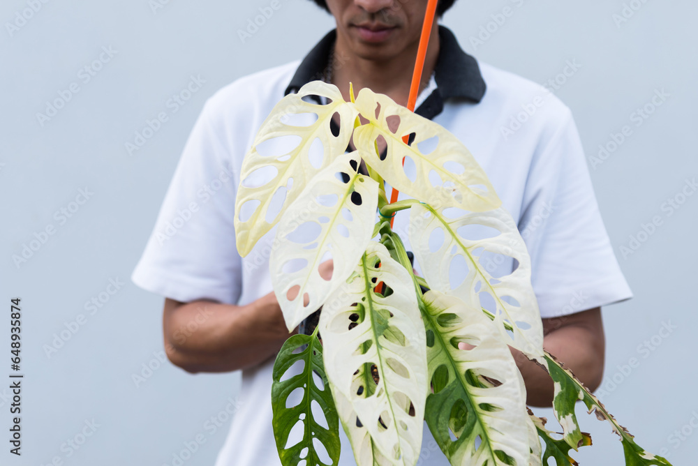Big form of Monstera adansonii albo variegated giant Stock Photo ... Big form of Monstera adansonii albo variegated giant Stock Photo ...