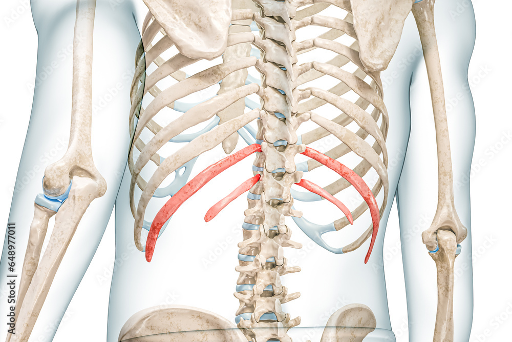 Floating ribs in red color with body 3D rendering illustration isolated ...