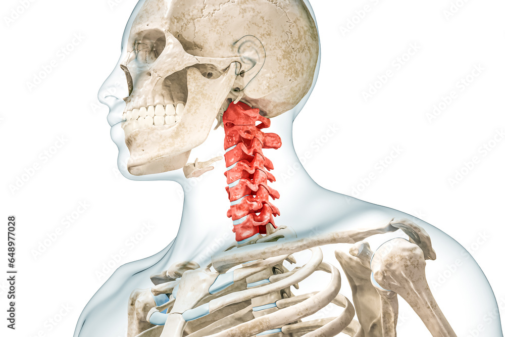 Cervical vertebrae in red color with body 3D rendering illustration ...