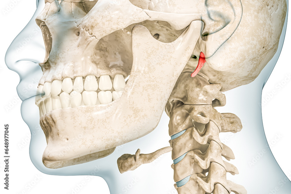Temporal styloid process in red color with body 3D rendering ...