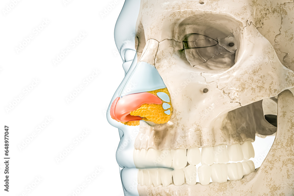 Alar nasal cartilage in red color with body contours 3D rendering ...