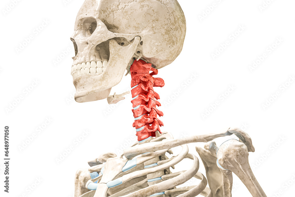 Cervical vertebrae in red color 3D rendering illustration isolated on ...