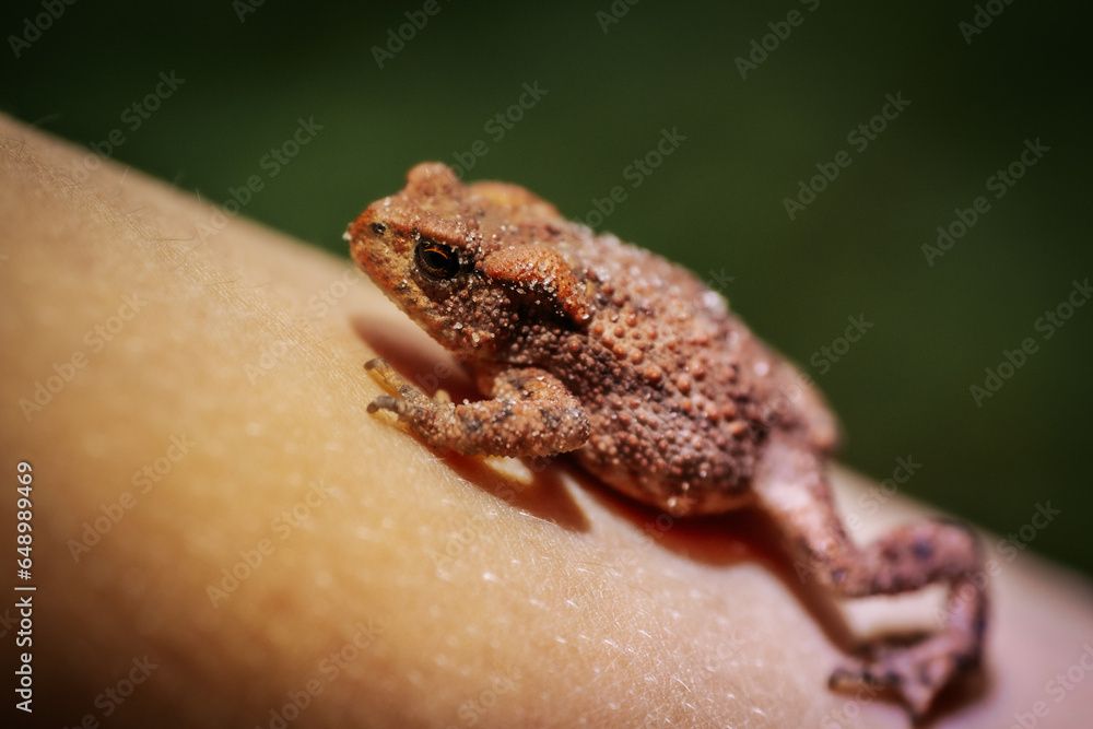 Happy Frog on Hand. Amphibian and reptile blend. Hand supports happy ...
