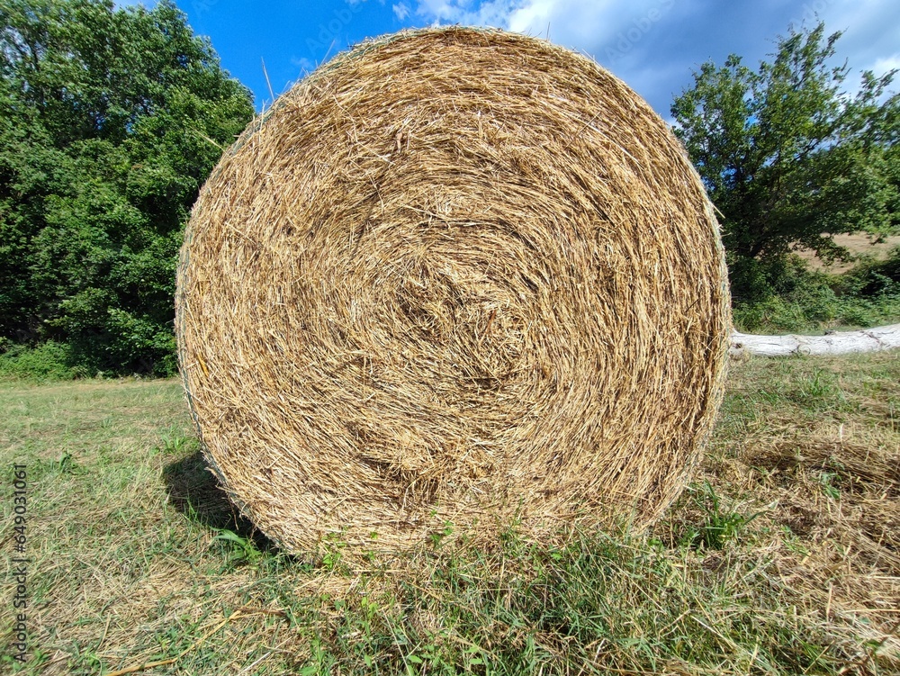 Round hay bale on a green field with trees and sky in the background ...