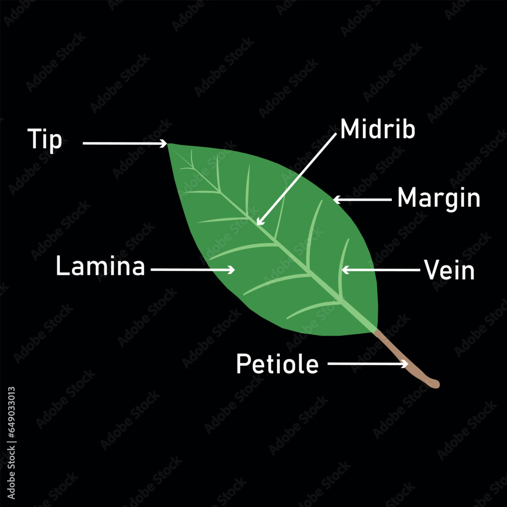 Structure of the leaf parts. Educational content for biology students ...