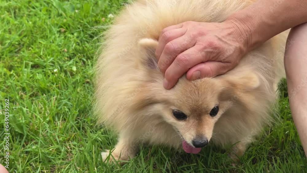 Hand of unrecognisable person owner is scratching Pomeranian Spitz dog ...