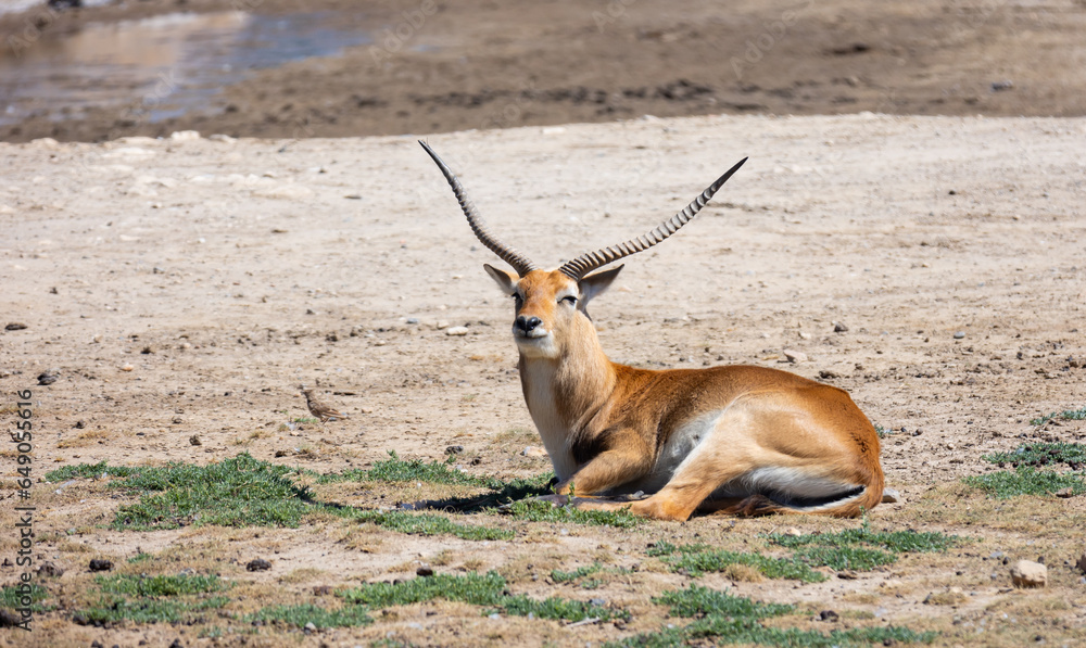 Herd of Cobe lechwe, species of antelope from southern African wetlands ...