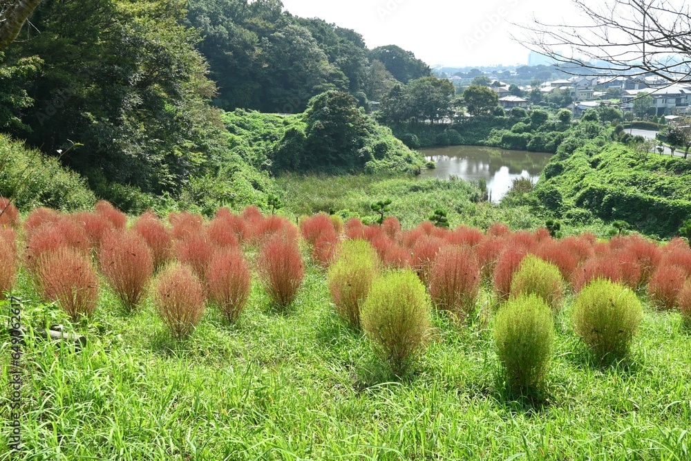 Kochia ( Bassia scoparia ). Amaranthaceae annual plants. Stems are ...