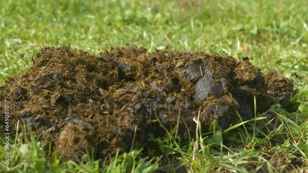 CLOSE UP: Flies and midges fly around fresh horse excrement lying in ...