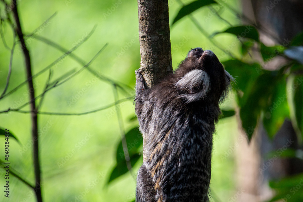Sagui-de-tufo-branco, sagui-do-nordeste, mico-estrela ou sagui-comum ...