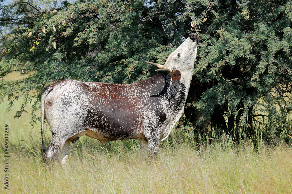 A nguni cow - indigenous cattle breed of South Africa - browsing on a ...