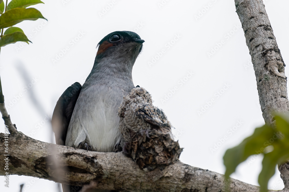 Nature wildlife image of Grey-rumped Treeswift protect small grey ...