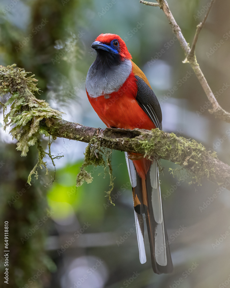 Nature wildlife of Whitehead's Trogon bird endemic of Borneo Stock ...