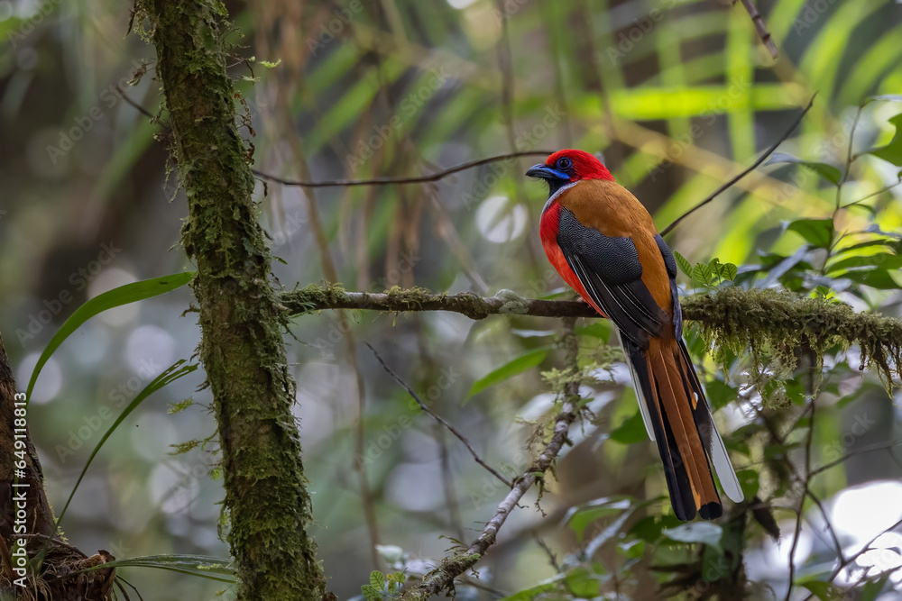 Nature wildlife of Whitehead's Trogon bird endemic of Borneo Stock ...