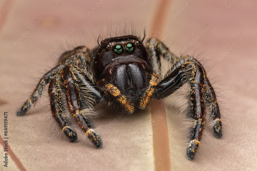 Macro image of beautiful Male Jumping Spider Hyllus Giganteus in Sabah ...