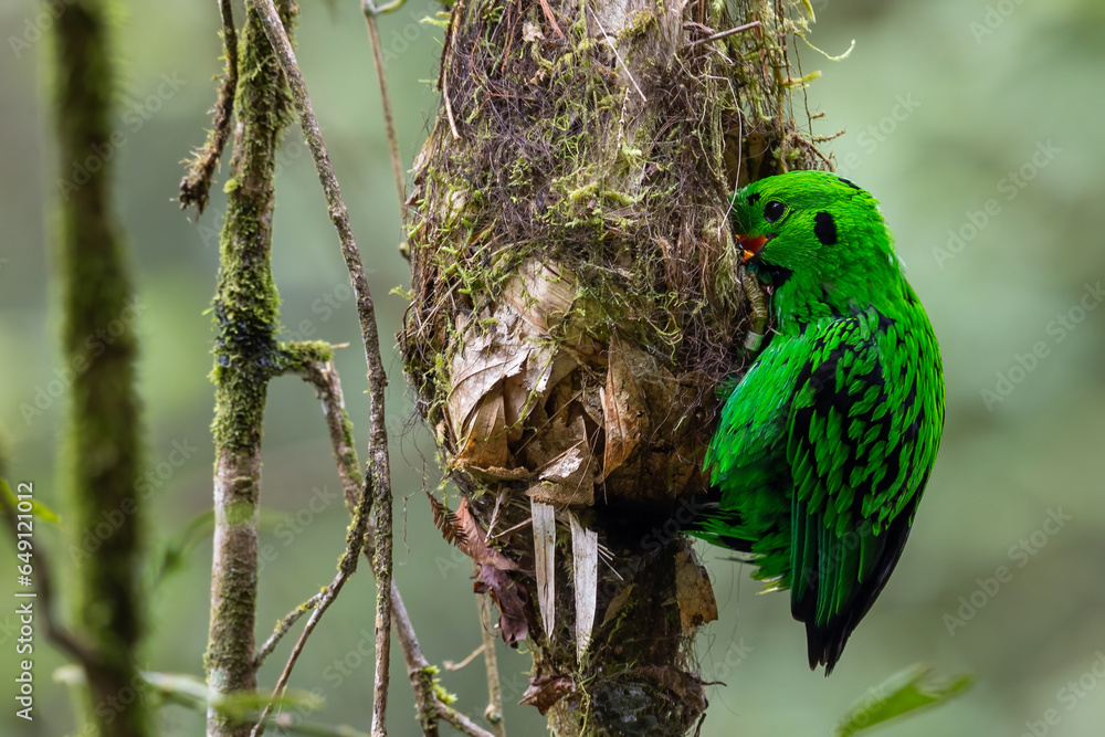 Nature wildlife image of Whitehead's Broadbill bird feeding small chick ...