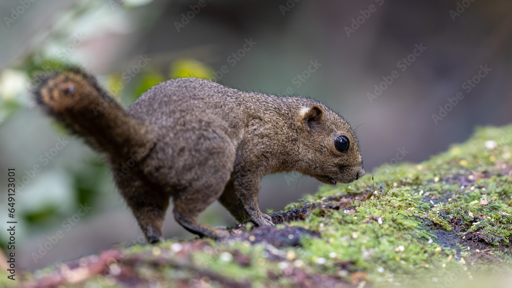 Nature wildlife image of Bornean Mountain Ground Squirrel on deep ...