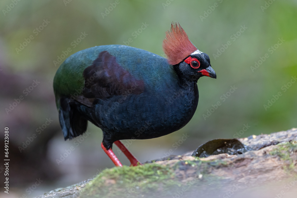 Nature wildlife portrait image of crested partridge (Rollulus rouloul ...