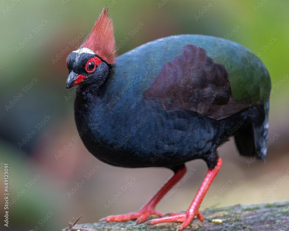 Nature wildlife portrait image of crested partridge (Rollulus rouloul ...