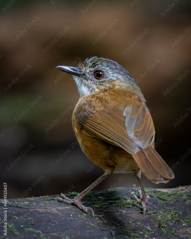 Nature wildlife image of Temminck's Babbler bird on Deep rainforest ...