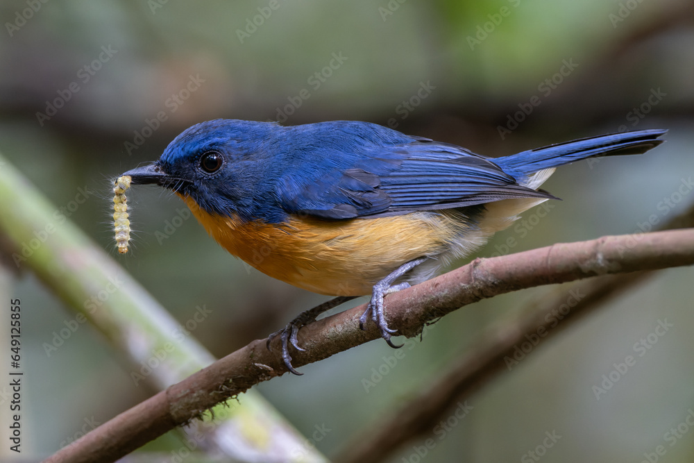 Nature wildlife image of Dayak blue bird Endemic of Borneo bird on deep ...