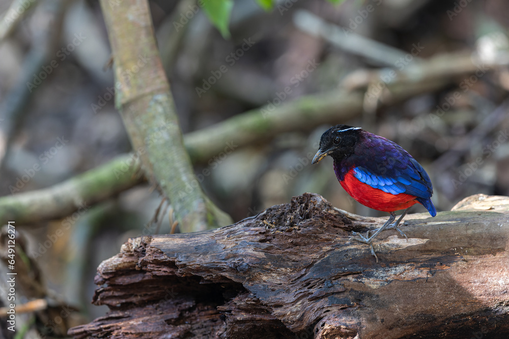 Beautiful Black Crowned Pitta is one of the endemic species that is ...