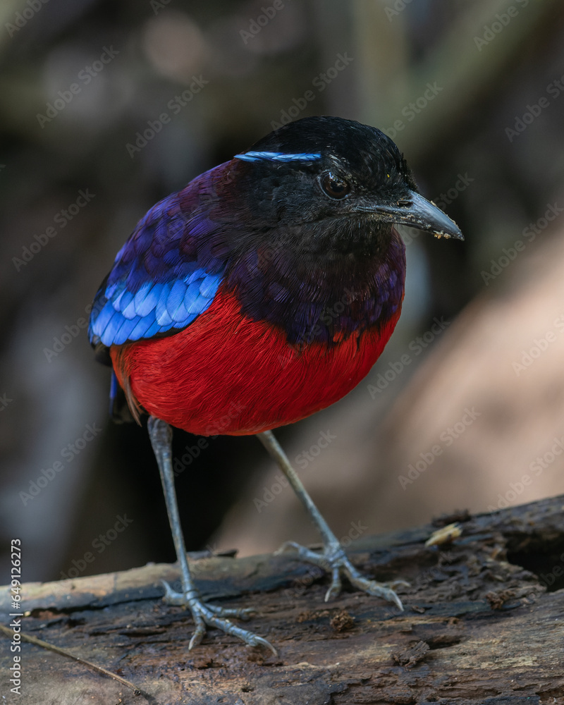 Beautiful Black Crowned Pitta is one of the endemic species that is ...