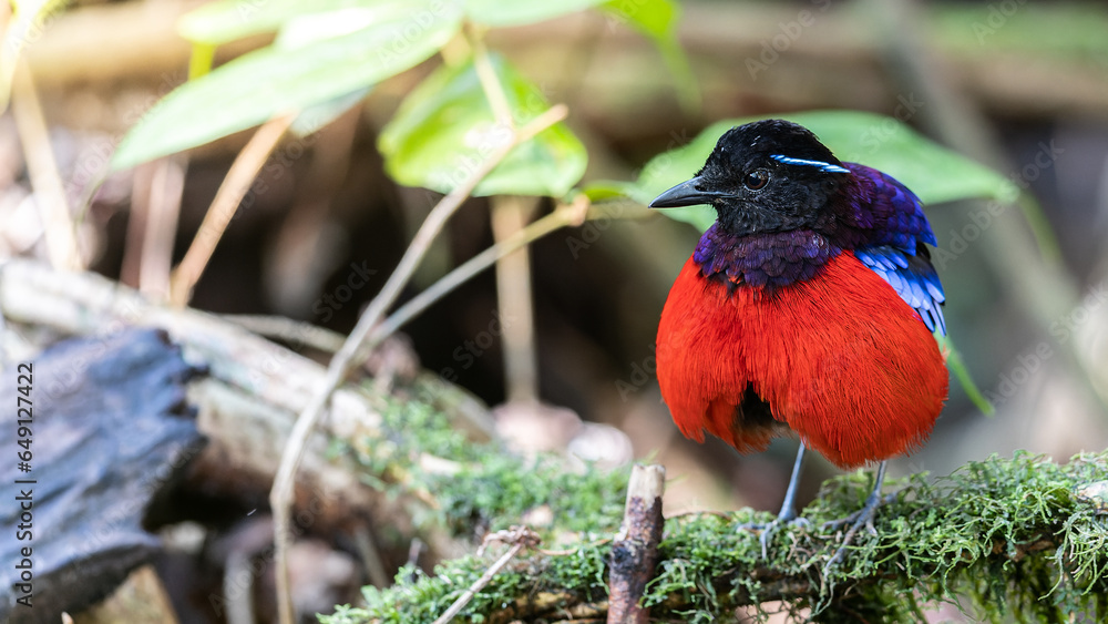 Beautiful Black Crowned Pitta is one of the endemic species that is ...
