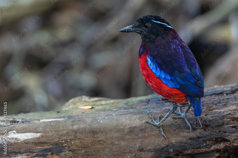 Beautiful Black Crowned Pitta is one of the endemic species that is ...