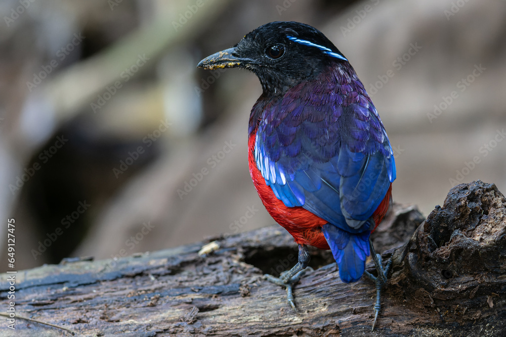 Beautiful Black Crowned Pitta is one of the endemic species that is ...