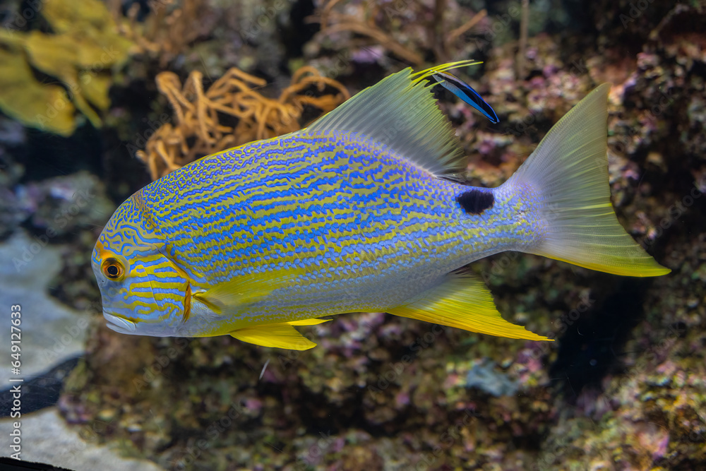Vivid Colors in Motion: Capturing the Elegance of a Sailfin Snapper as ...