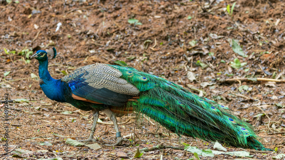 Behold the breathtaking beauty of a majestic peacock, adorned in ...