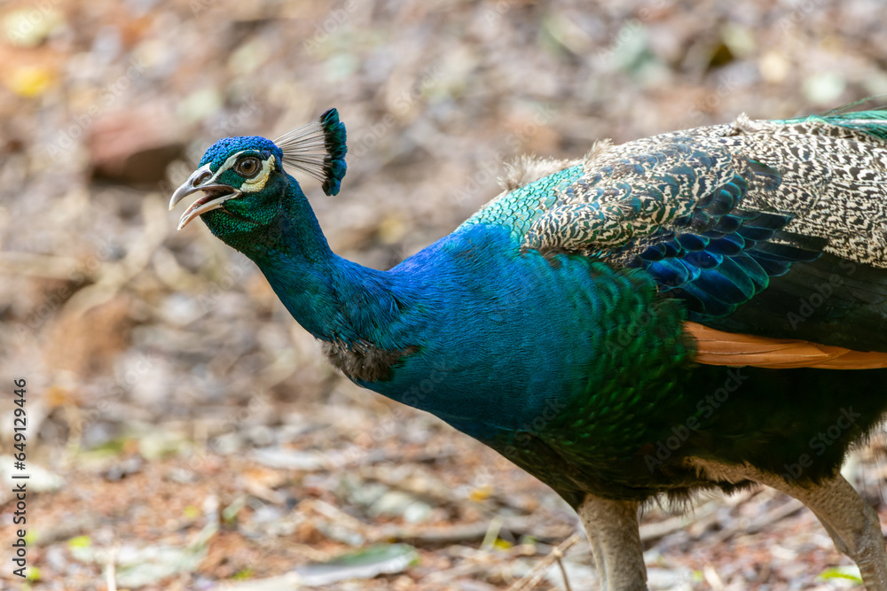 Behold the breathtaking beauty of a majestic peacock, adorned in ...