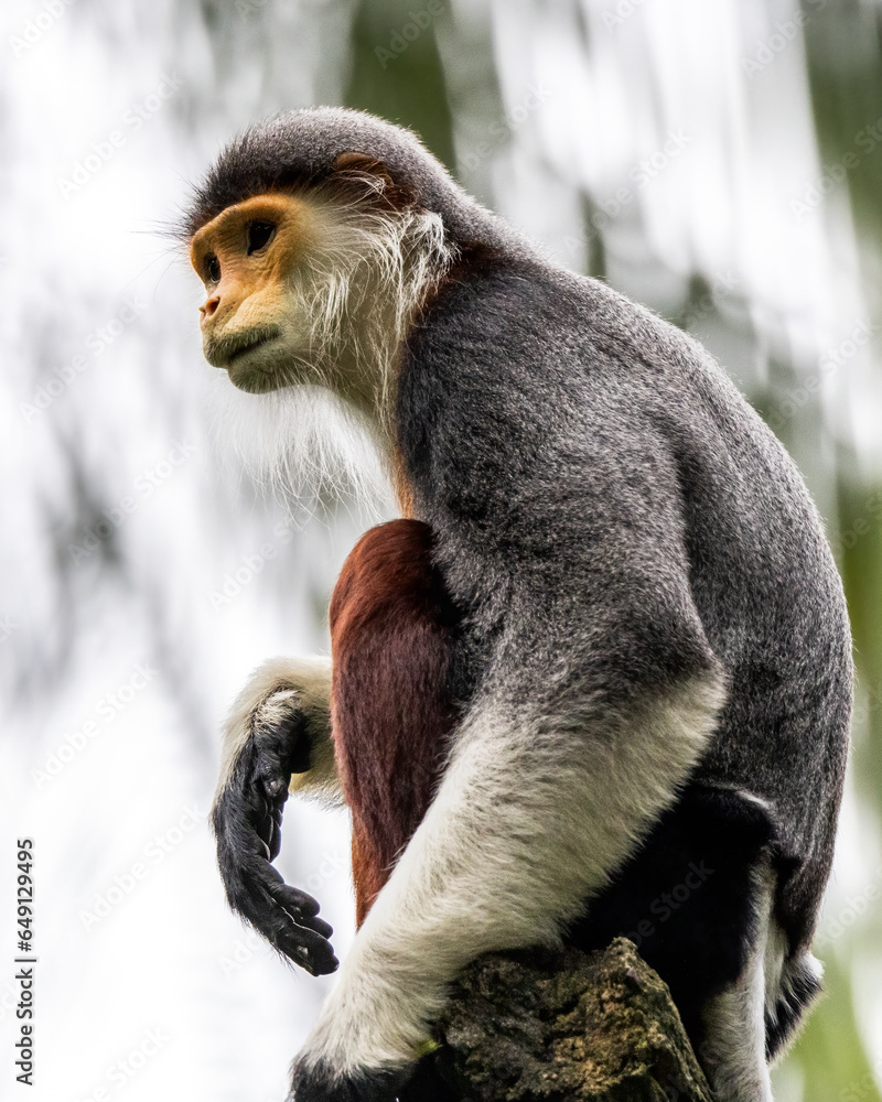 Nature wildlife of The Red-shanked Douc, a true marvel of the animal ...