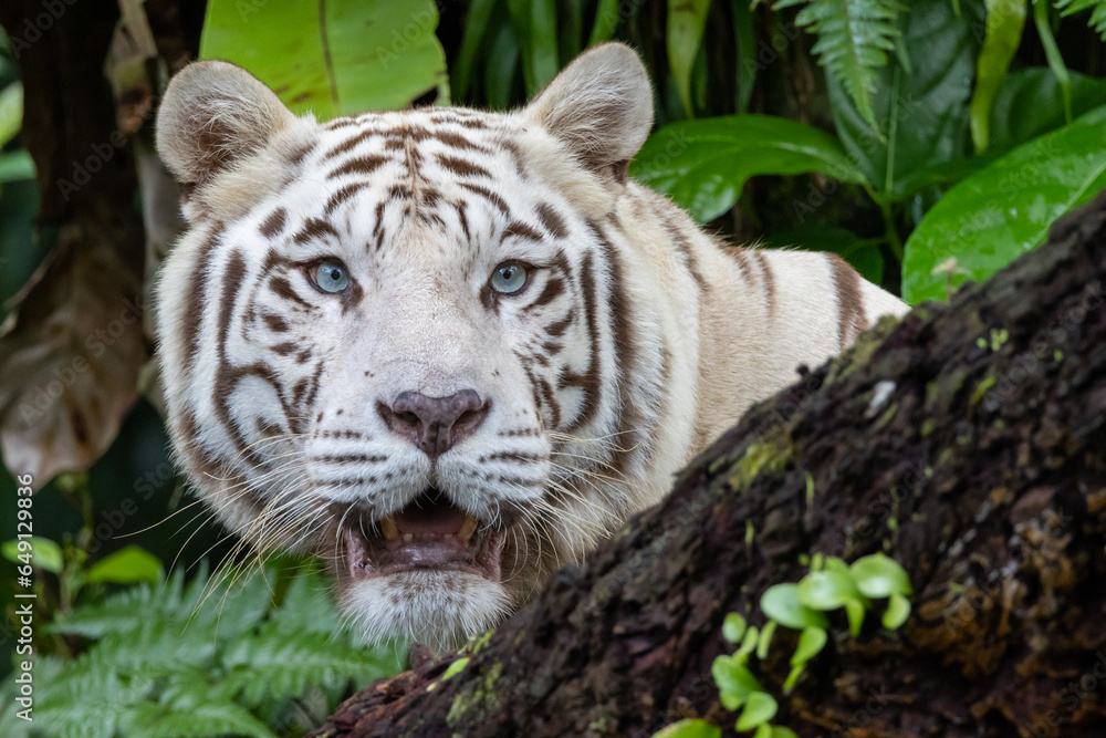 mesmerizing beauty of an Albino Tiger, a truly extraordinary and rare ...