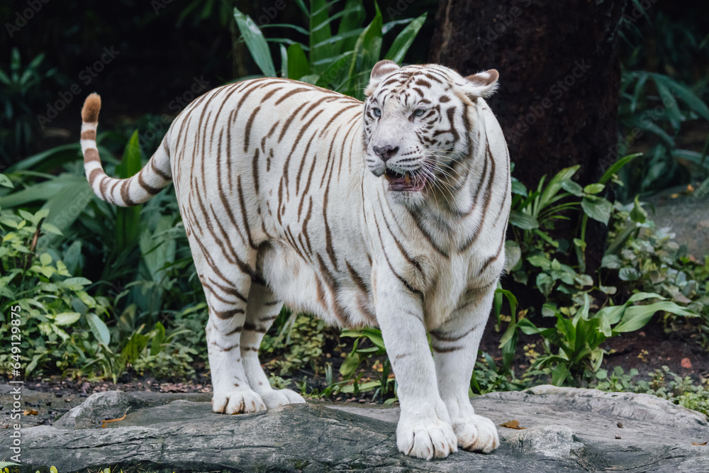 mesmerizing beauty of an Albino Tiger, a truly extraordinary and rare ...
