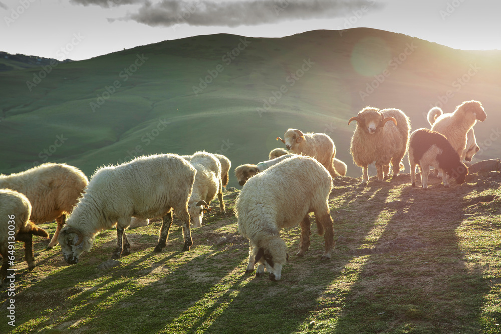 Ordu Persembe Plateau, Persembe Plateau is a popular plateau famous for ...