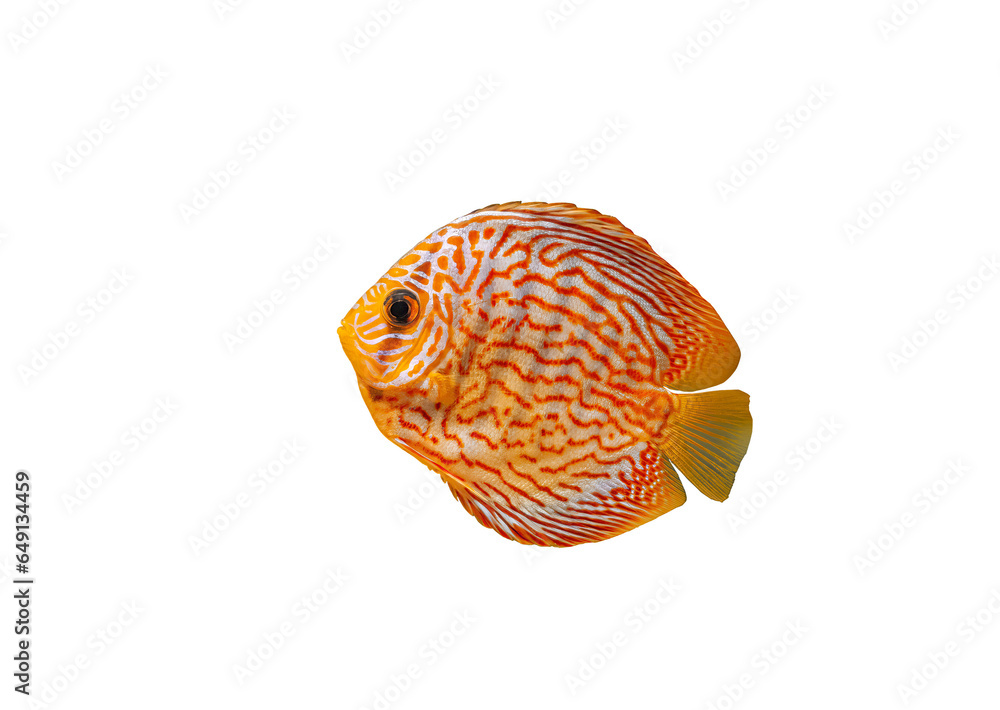 Pompadour fish isolated on transparen background. Red Symphysodon ...