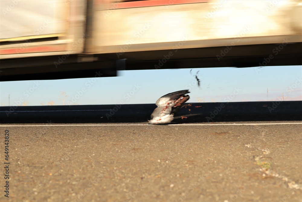 Dead pigeon on the highway. bird was hit by a car. Carcass of animal ...
