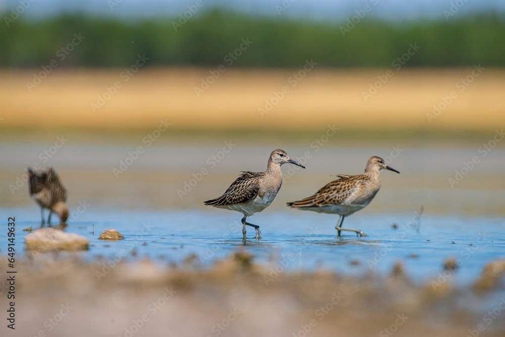 Ruff (Calidris pugnax) is a wetland bird. It lives in suitable habitats ...