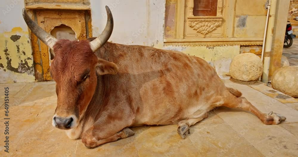 Holy animal carefree Indian cow lying resting on the street of ...