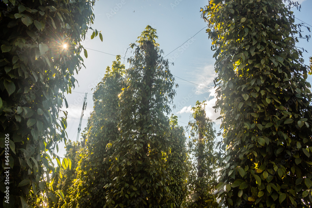 Pepper trees are dying Pepper trees are dying due to fungal diseases ...