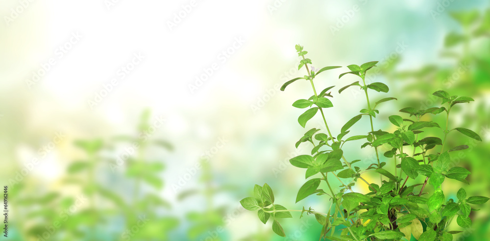 Branches of Lemon basil (Hoary basil, Ocimum africanum, Thai lemon ...
