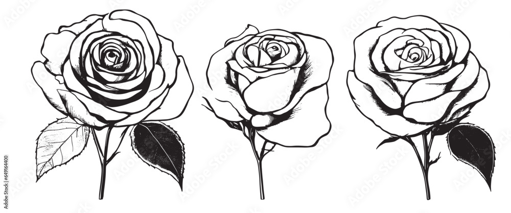 Hand drawn rose vector. Beautiful flower on a transparent background ...